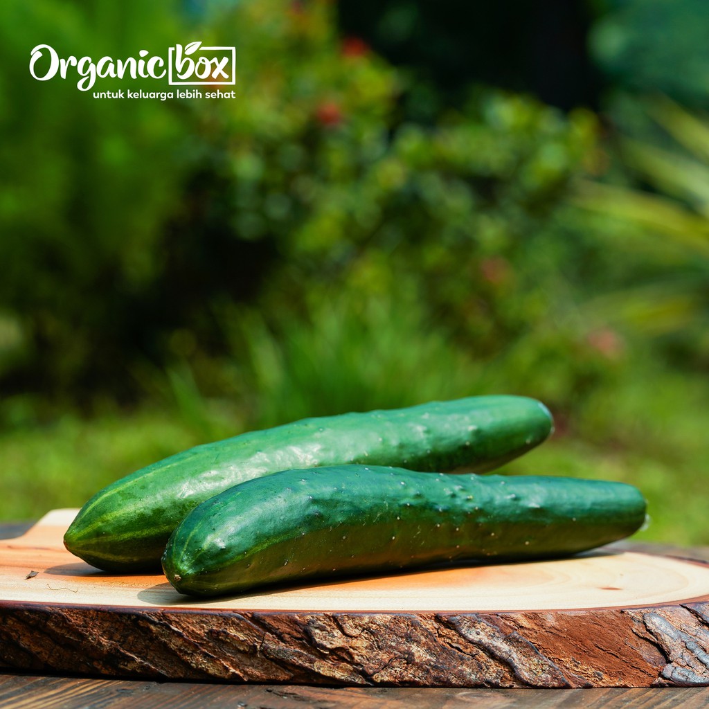 Jual TIMUN JEPANG (KYURI) ORGANIK 500GR | Shopee Indonesia