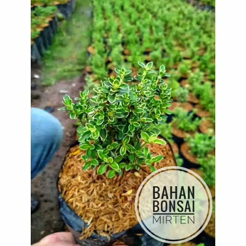 Jual Tanaman Hias Mirten (Bahan Bonsai) | Shopee Indonesia
