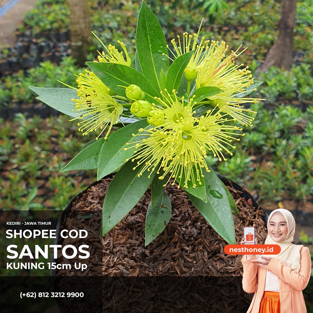 Jual Bibit BUNGA SANTOS LEMON KUNING / Vegetasi Xanthostemon / Bunga ...