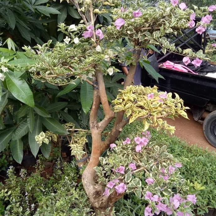 Jual Bonsai bugenvil tricolur 3 warna tinggi 1,5 meter | Shopee Indonesia