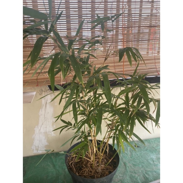 Jual tanaman hias bambu kuning - bibit pohon bambu kuning jepang ...