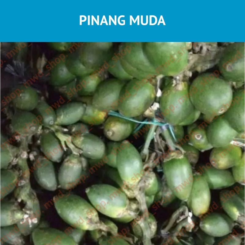 Jual PINANG | JAMBE MUDA 1 KG | Shopee Indonesia
