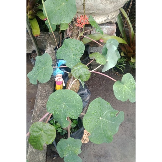 Jual jarak bali/gajah/botol | Shopee Indonesia