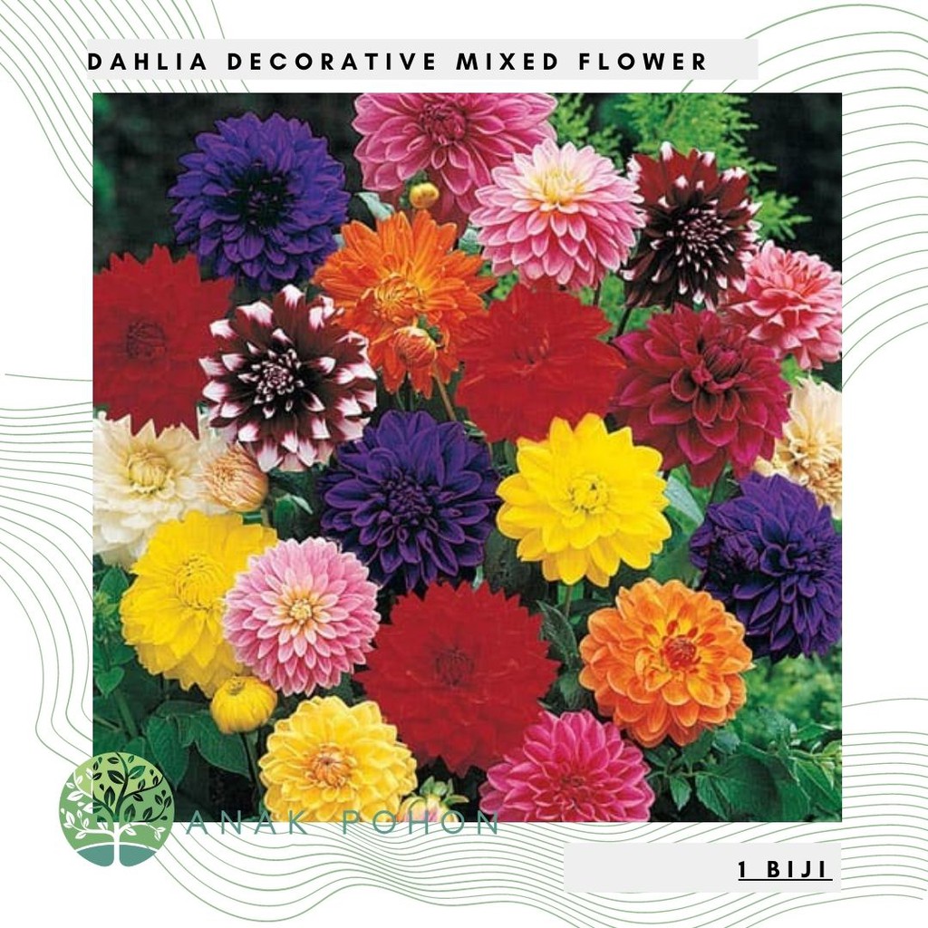 Jual Benih Bibit Biji - Bunga Dahlia Decorative Mixed Flower Seeds ...