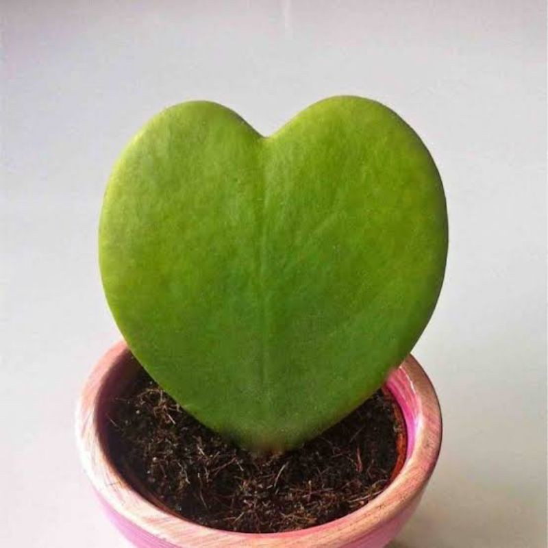 Jual tanaman Hoya love / hoya kerii / tanaman love / daun love | Shopee ...