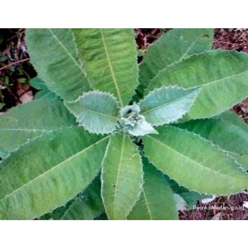 Jual Daun Sembung Segar 250gr Daun Sembung | Shopee Indonesia
