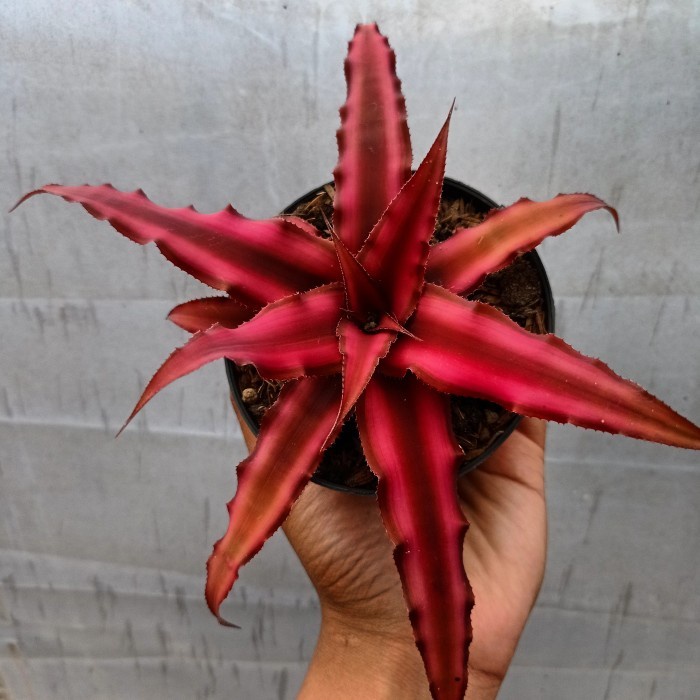 Jual cryptanthus red star KAKTUS SUKULEN TANAMAN HIAS | Shopee Indonesia