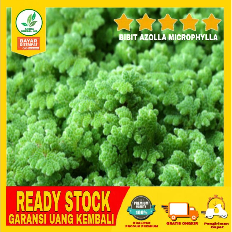 Jual Bibit Azolla Pinata Benih Azola Microphlya Pakan Ikan Murah ...