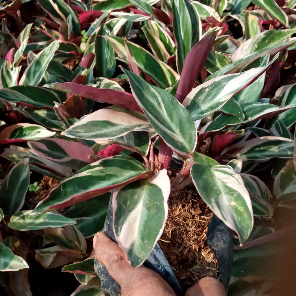 Jual tanaman hias chalatea meranti bali/meranti bali/meranta/chalatea ...