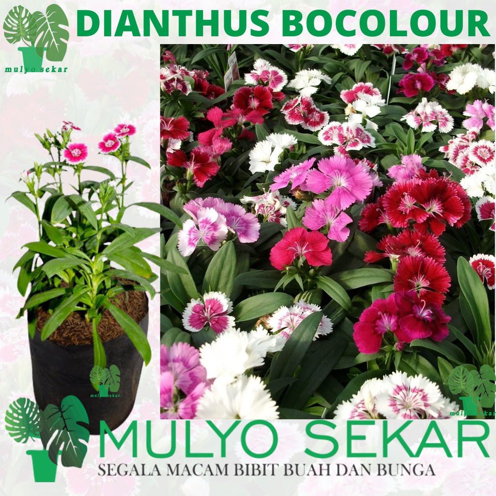 Jual Tanaman Hidup Bunga Hias Dianthus / Anyelir (Berbunga) - Tanaman ...