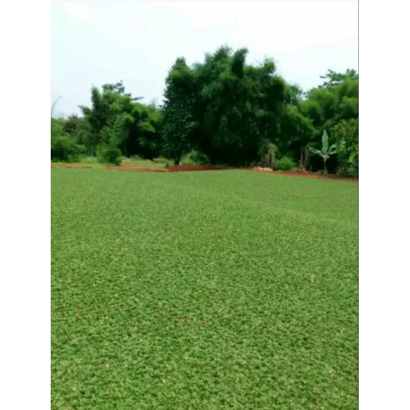 Jual Rumput Taman Hidup // Rumput Gajah Mini // Rumput Gajah Mini Per ...