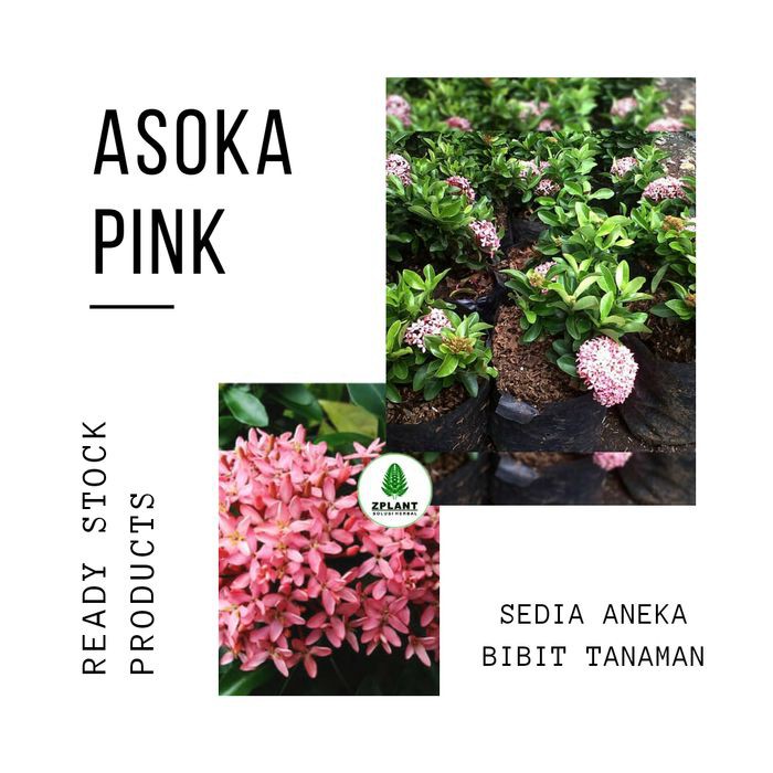 Jual Tanaman Hias Bunga Asoka Soka Pink Bibit Pohon Saraca Indica ...