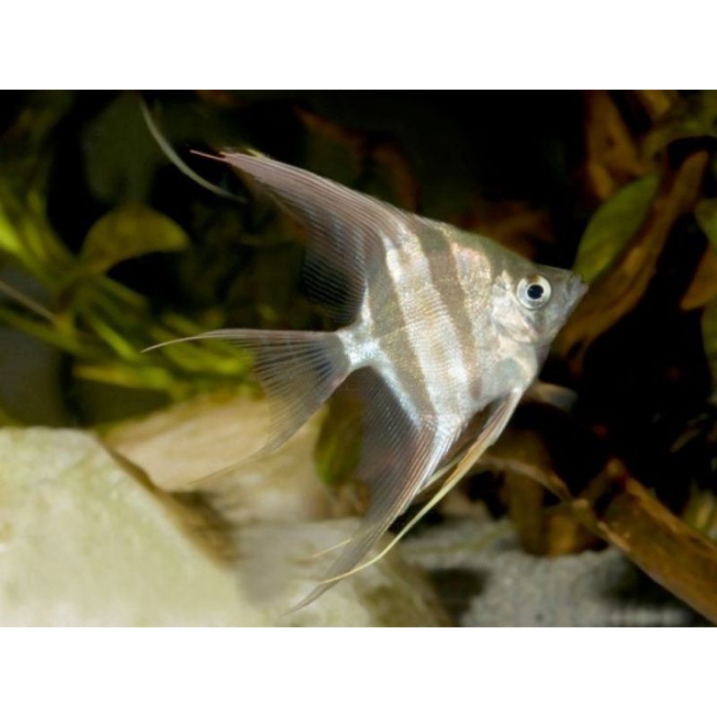 Jual Manfish Anglefist Altum - Ikan Hias Aquascape | Shopee Indonesia