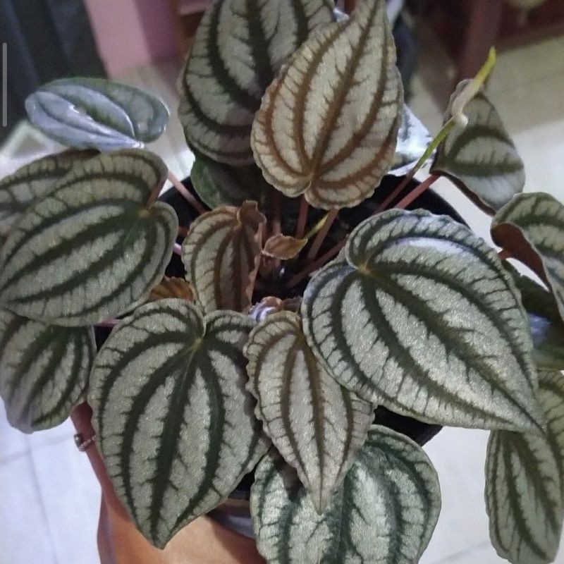 Jual Tanaman WaterMelon Silver (Hidup Berakar) | Shopee Indonesia