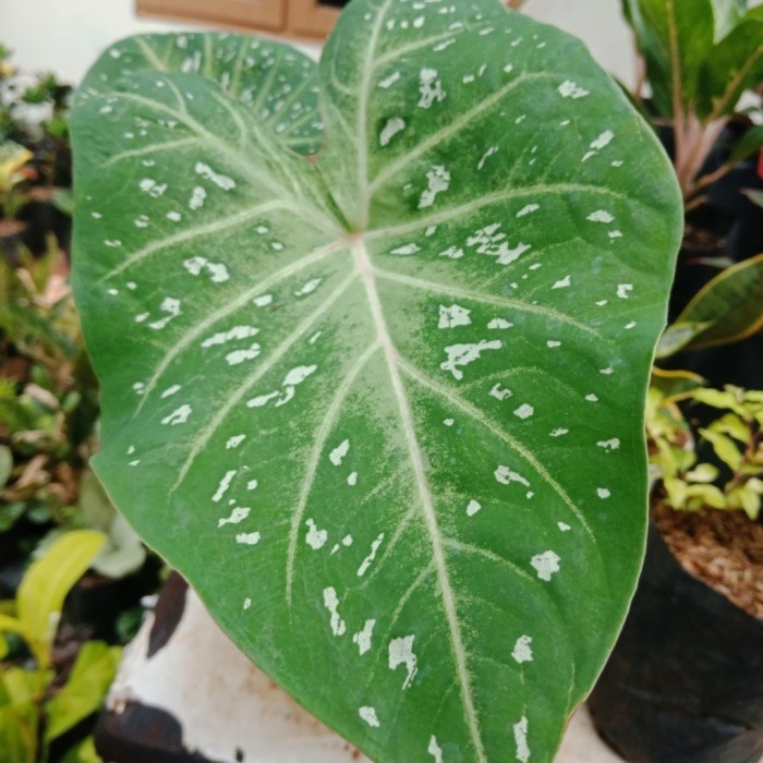 Jual Tanaman hias keladi beras tumpah cocok untuk hiasan teras/ruang ...