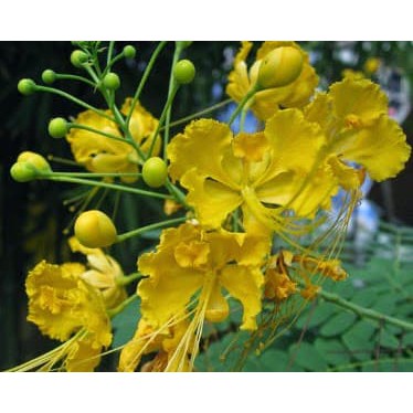 Jual biji/benih/bibit bunga flamboyan kuning mini (5 biji) | Shopee ...