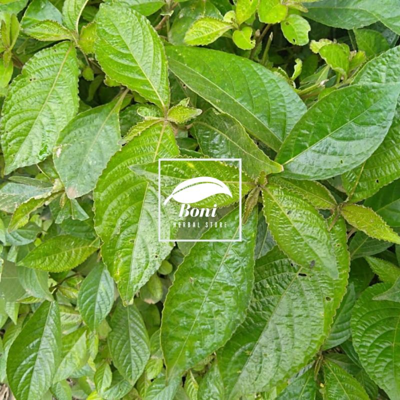 Jual Daun Keji Beling Pecah Beling Fresh 100gr | Shopee Indonesia