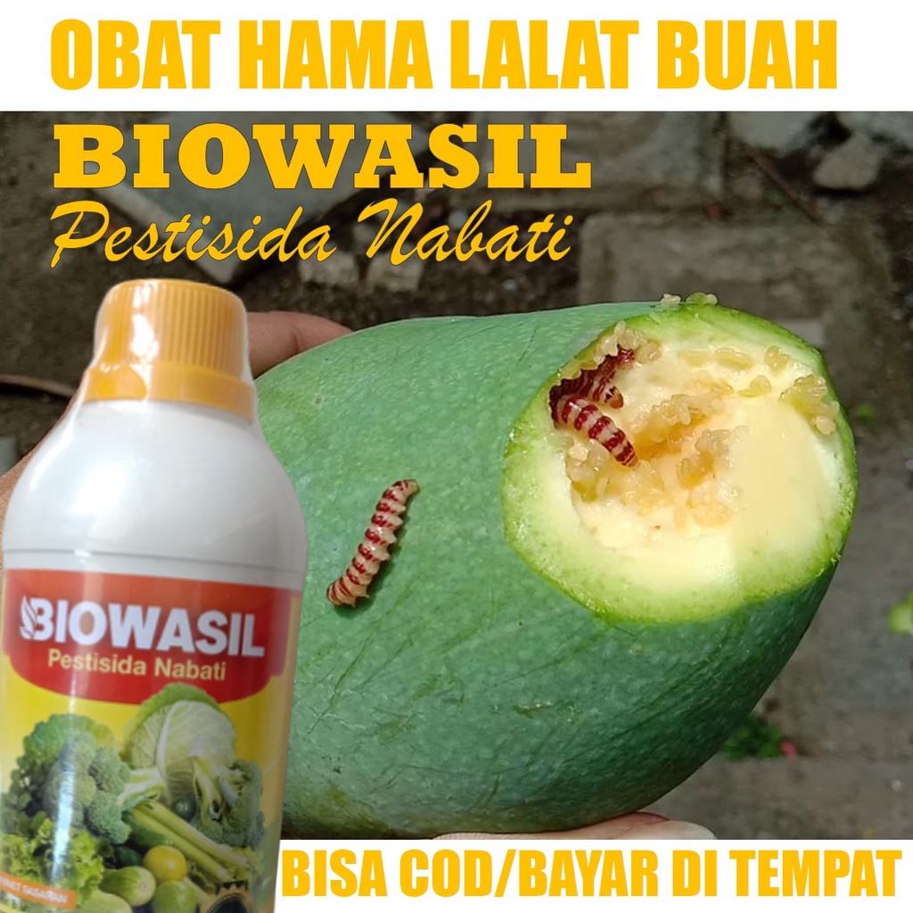 Jual 500 ml Biowasil - Pestisida Organik Semprot Obat Hama Ulat Buah ... Jual 500 ml Biowasil - Pestisida Organik Semprot Obat Hama Ulat Buah ...