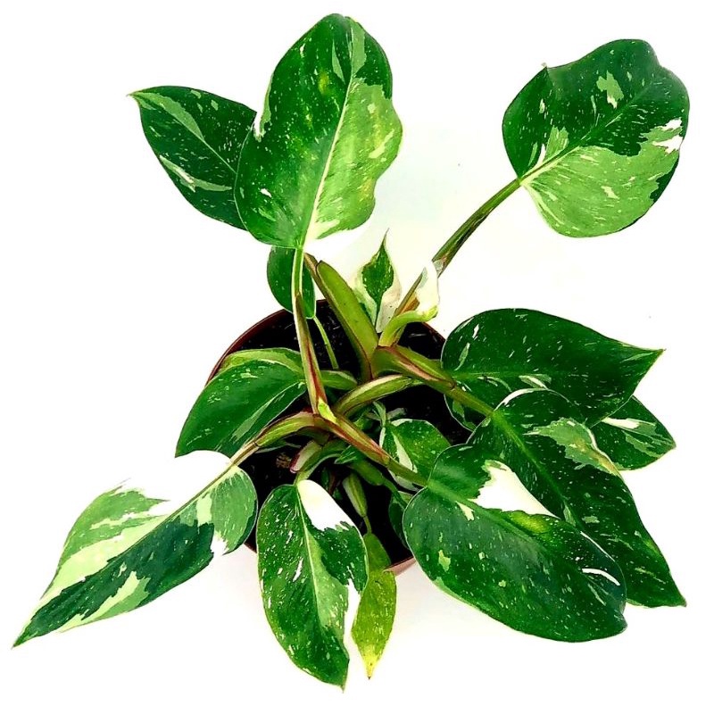 Jual Philo White Princess / Tanaman philodendron / philodendron tanaman ...