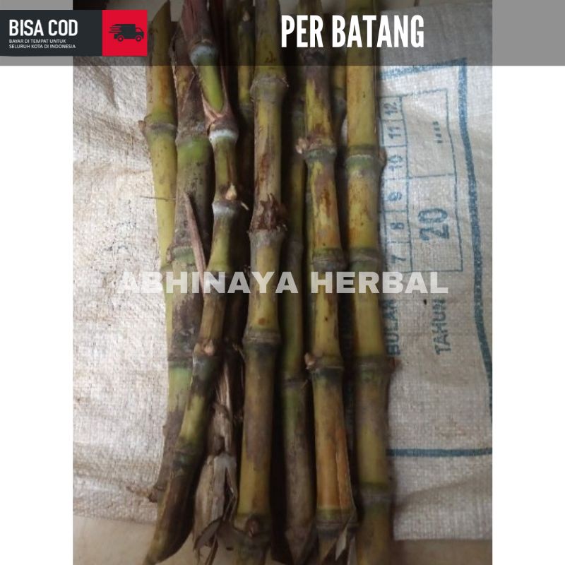 Jual Bibit pohon Terubuk - Stek pohon terubus per batang siap tanam ...