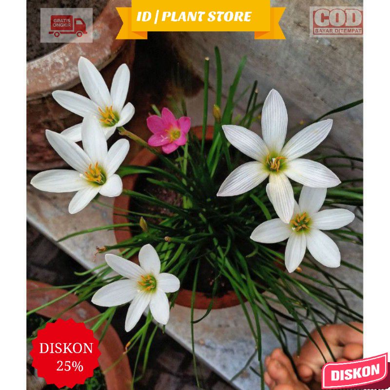 Jual PROMO!! Tanaman hias rain lily bunga putih-lili hujan putih ...