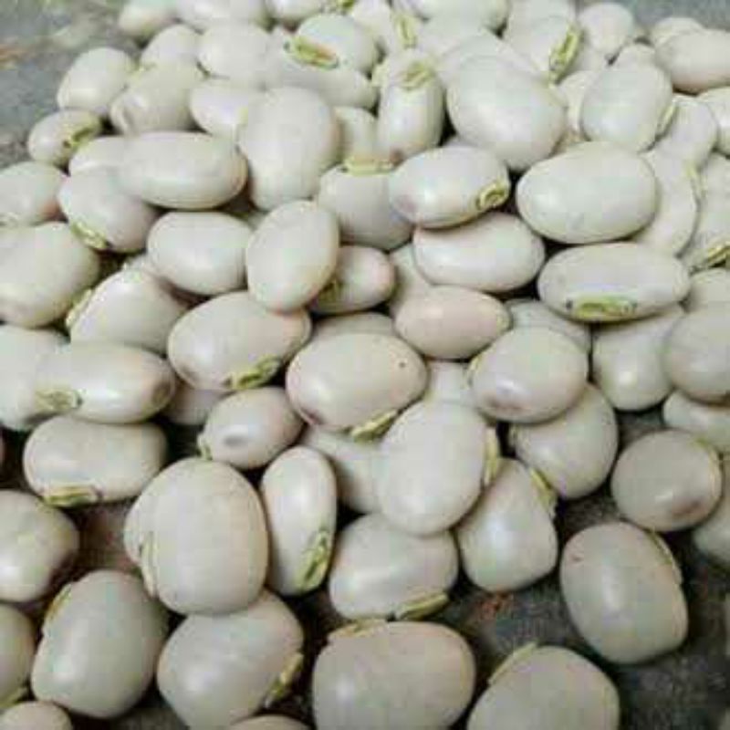 Jual KORO BENGUK 1KG PILIHAN SUPER | Shopee Indonesia