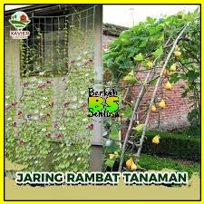 Jual Jaring Tanaman Buah Anggur Sayuran Tanaman Rambat/Jaring Tanaman ...