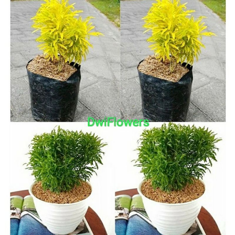 Jual PROMO!! paket 2 tanaman hias brokoli | tanaman hias brokoli ijo ...