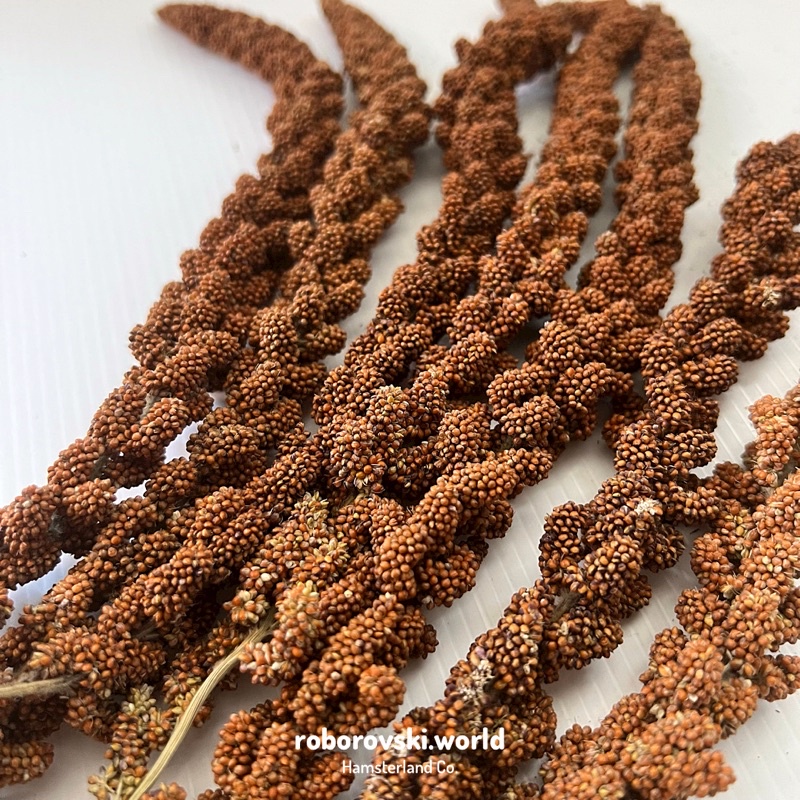 Jual Red Piston Millet Sprays - Millet Merah Utuh Pakan Hamster dan ...