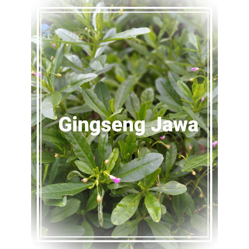 Jual Ginseng Jawa Bibit Tanaman Herbal Gingseng Som Jawa Tanilum ...