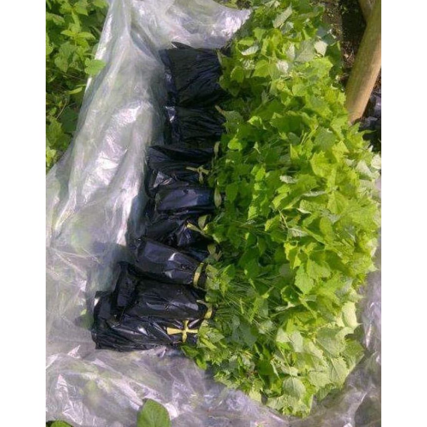 Jual 1 KG BENIH BIJI POHON GAMELINA JATI PUTIH H3RO | Shopee Indonesia