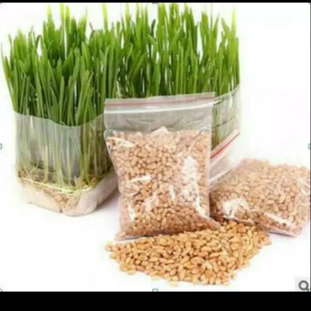 Jual Biji, benih biibit rumput gandum Wheatgrass 100 biji/pack | Shopee ...