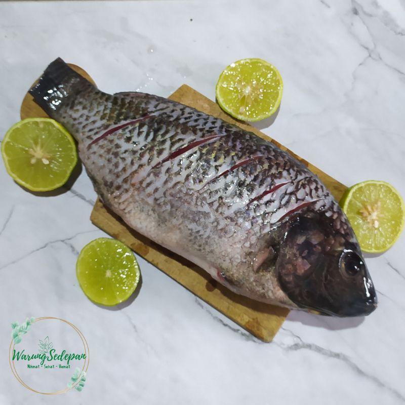 Jual Ikan Segar Ikan Nila Segar Hidup Ikan Nila 1 kg | Shopee Indonesia