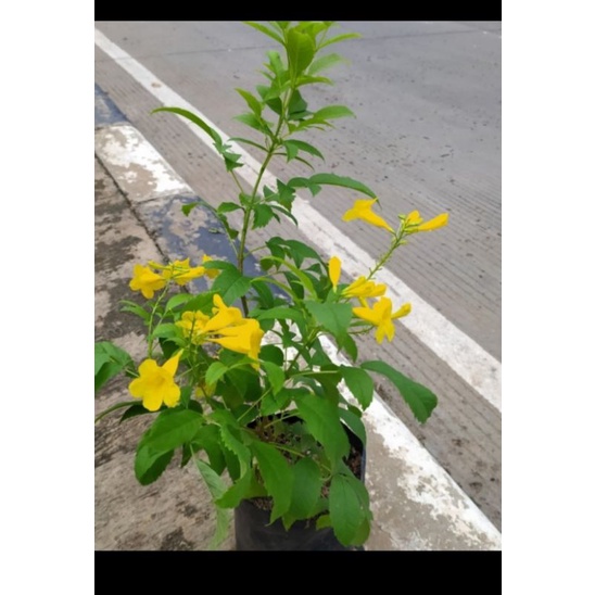 Jual tecoma kuning stecoma bunga terompet warna kuning | Shopee Indonesia