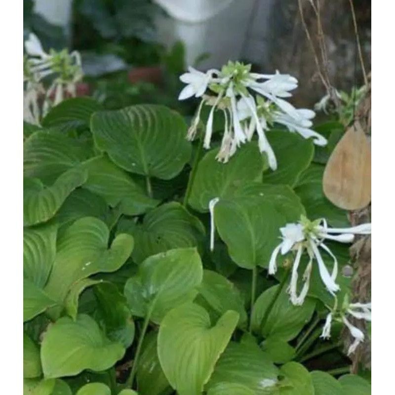 Jual Tanaman Hias Hosta plantaginea / bunga lily lokal | Shopee Indonesia