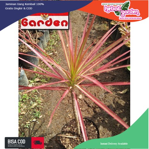 Jual Dracena tricolor merah - Dracaena marginata dragon | Shopee Indonesia