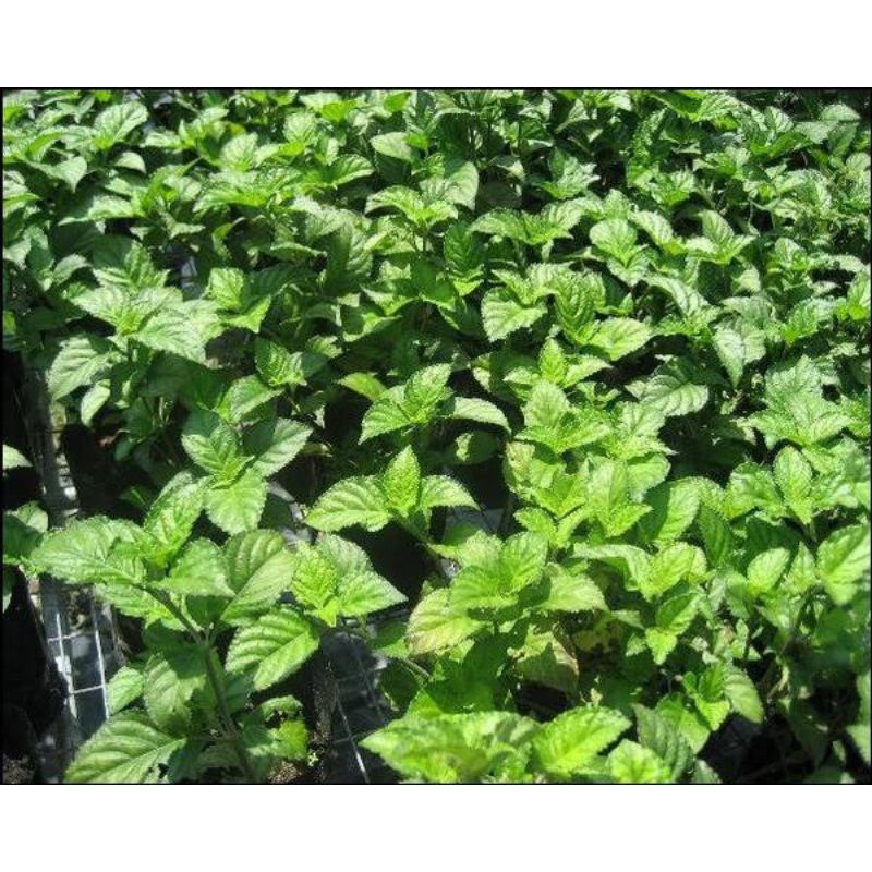 Jual daun nilam segar fress | Shopee Indonesia