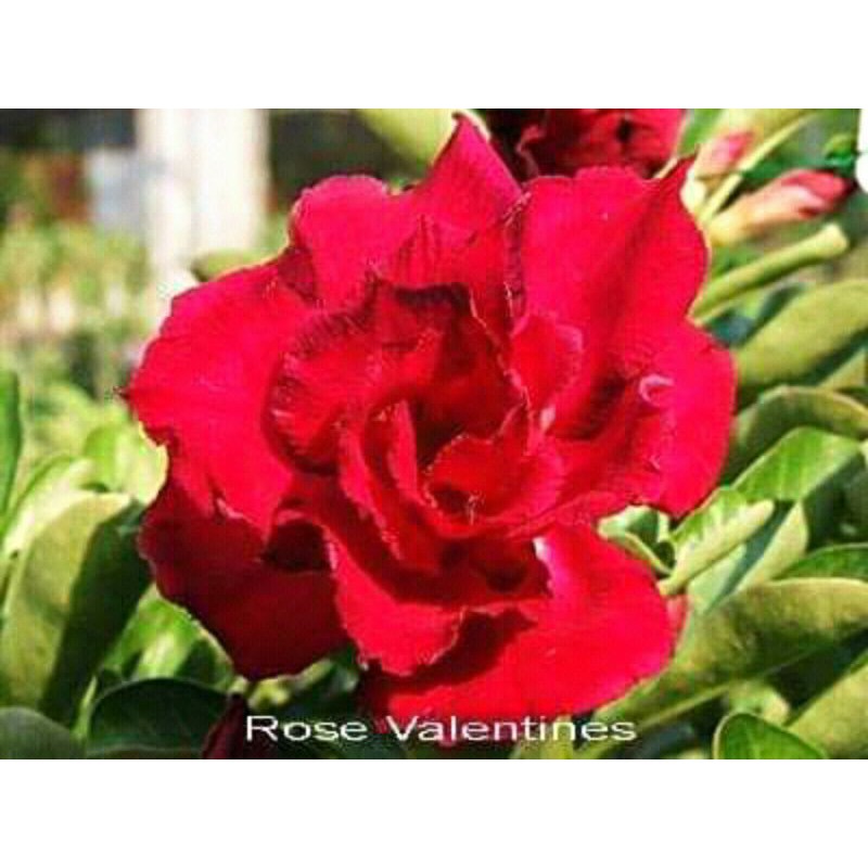 Jual Bibit Adenium Kamboja Bunga Rose Valentines Adenium Bunga Tumpuk