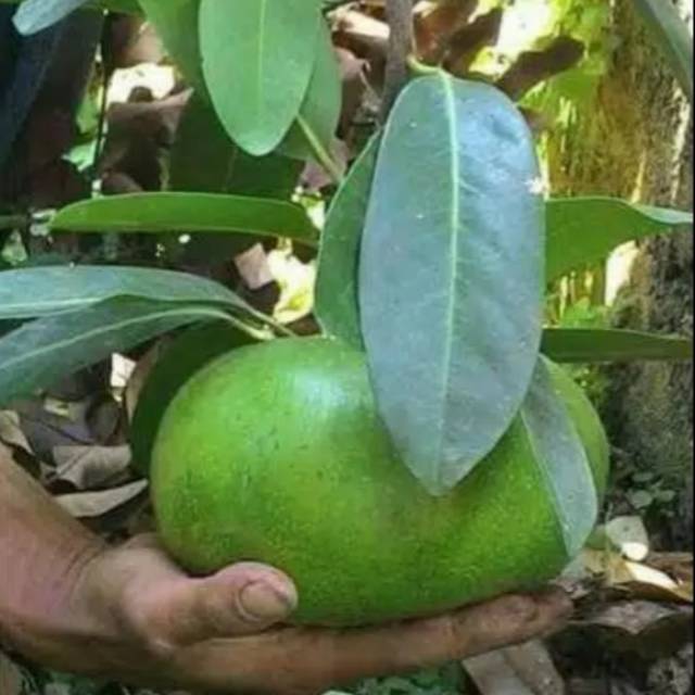 Jual (Beli 2 Gratis 1) Bibit Tanaman Buah Black Sapote Okulasi Bukan ... Jual (Beli 2 Gratis 1) Bibit Tanaman Buah Black Sapote Okulasi Bukan ...