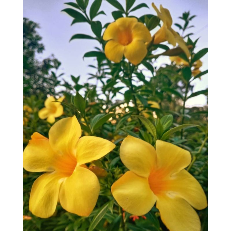 Jual Tanaman hias alamanda / bunga alamanda / alamanda kuning | Shopee ...
