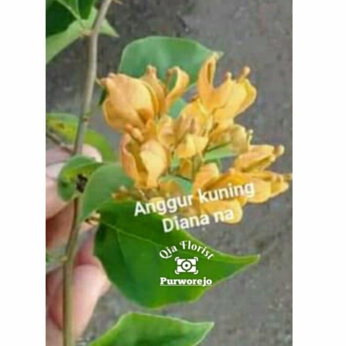 Jual PROMO!!TANAMAN HIAS BUGENVIL ANGGUR KUNING ORIGINAL TRBARU ...
