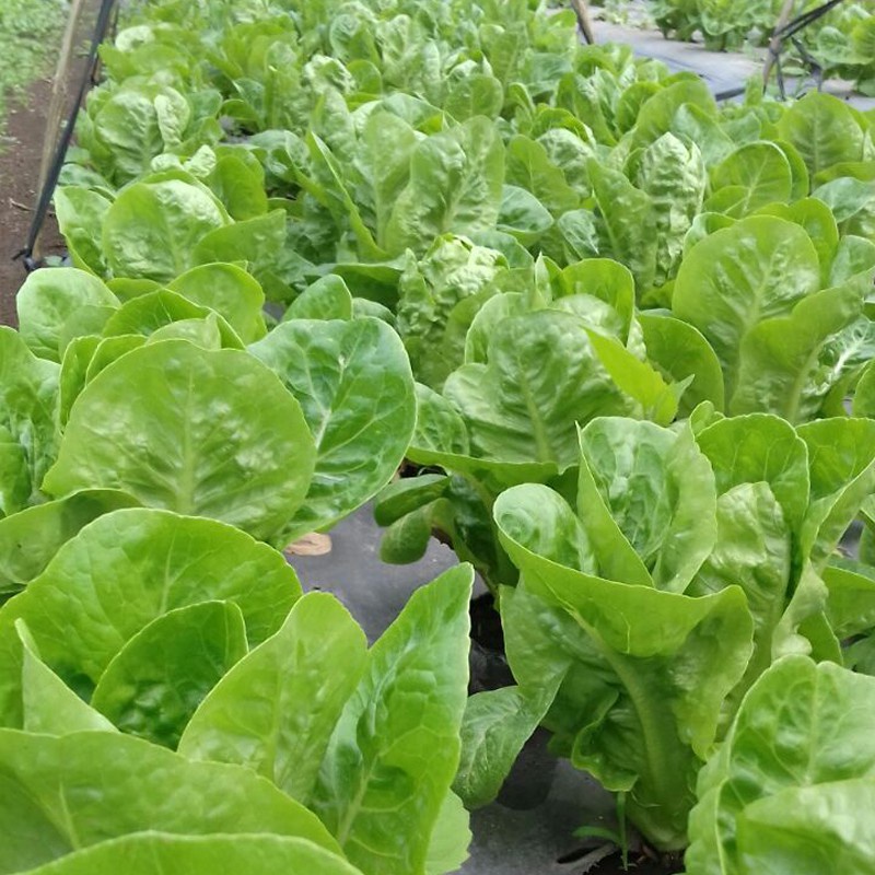 Jual Benih Selada Keriting / Lettuce Romaine / Oakleaf / Butterhead / Crop / Kepala / Head ...