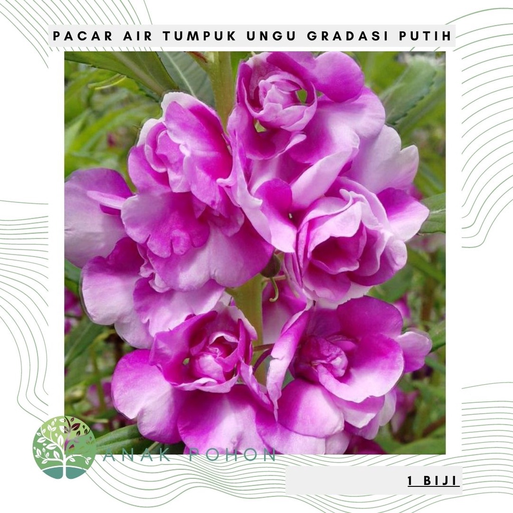 Jual Benih Bibit Biji - Bunga Pacar Air Tumpuk UNGU GRADASI PUTIH Rose ...