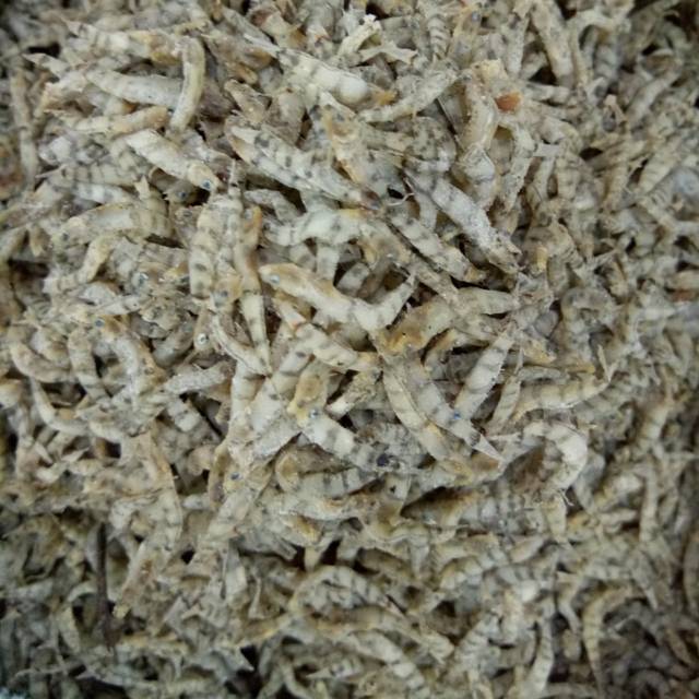 Jual IKan Asin PenJa /Ikan SeriBU | Shopee Indonesia