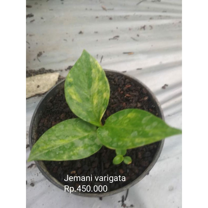 Jual Tanaman Jemani Koptic | Shopee Indonesia