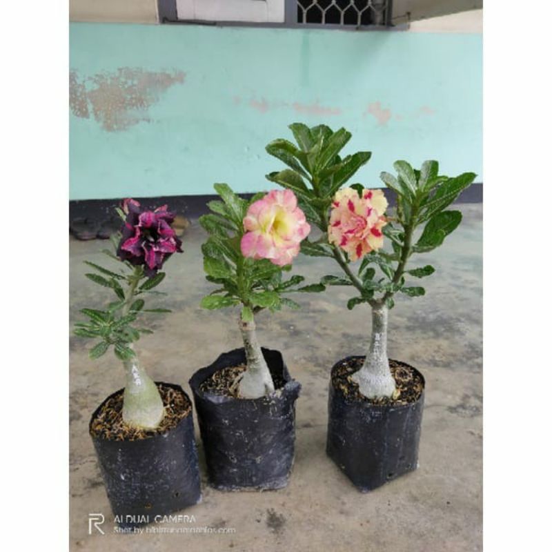 Jual (BISA COD) PROMO! Tanaman Kamboja jepang bunga hias adenium ...