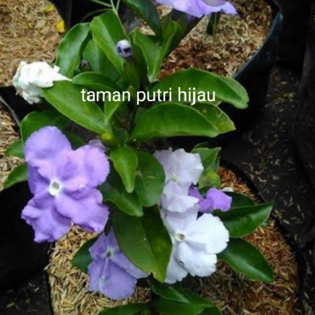 Jual Tanaman hias melati kosta bunga ungu putih melati wangi (tanaman ...