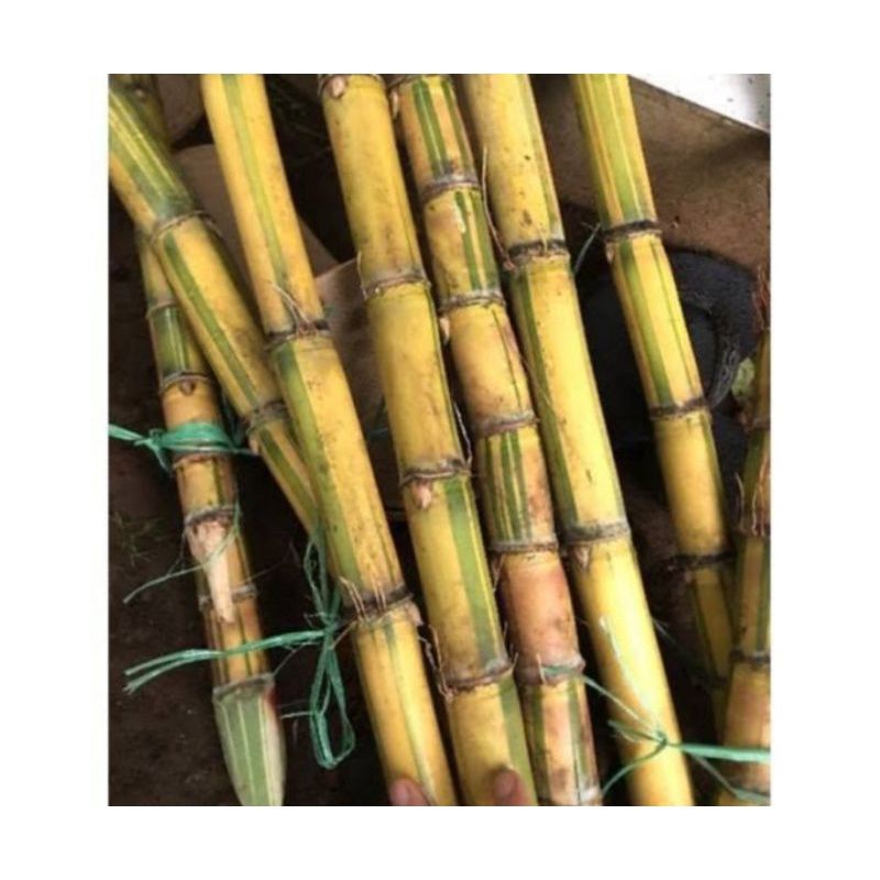 Jual bibit stek tebu kuning | Shopee Indonesia