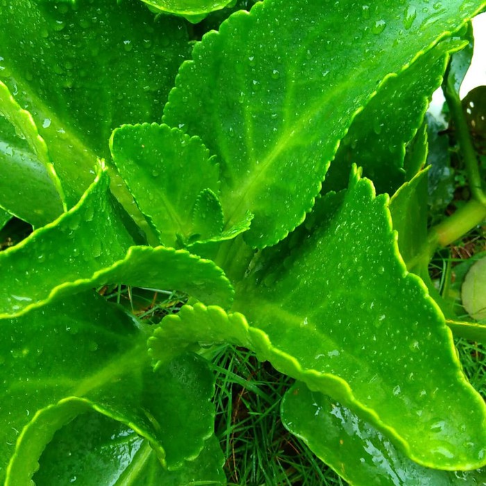 Jual terbaru tanaman unggul cocor bebek / bunga bebek segar/ | Shopee ...