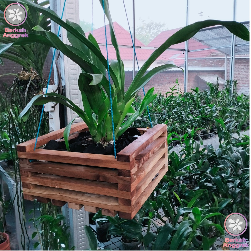 Jual Pot Kayu Kotak Untuk Anggrek | Shopee Indonesia